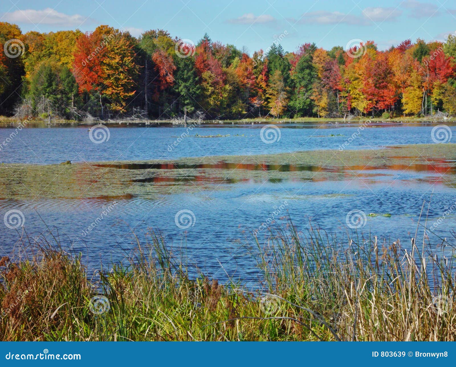 Autumn Pond stock image. Image of weeds, autumn, grass - 803639