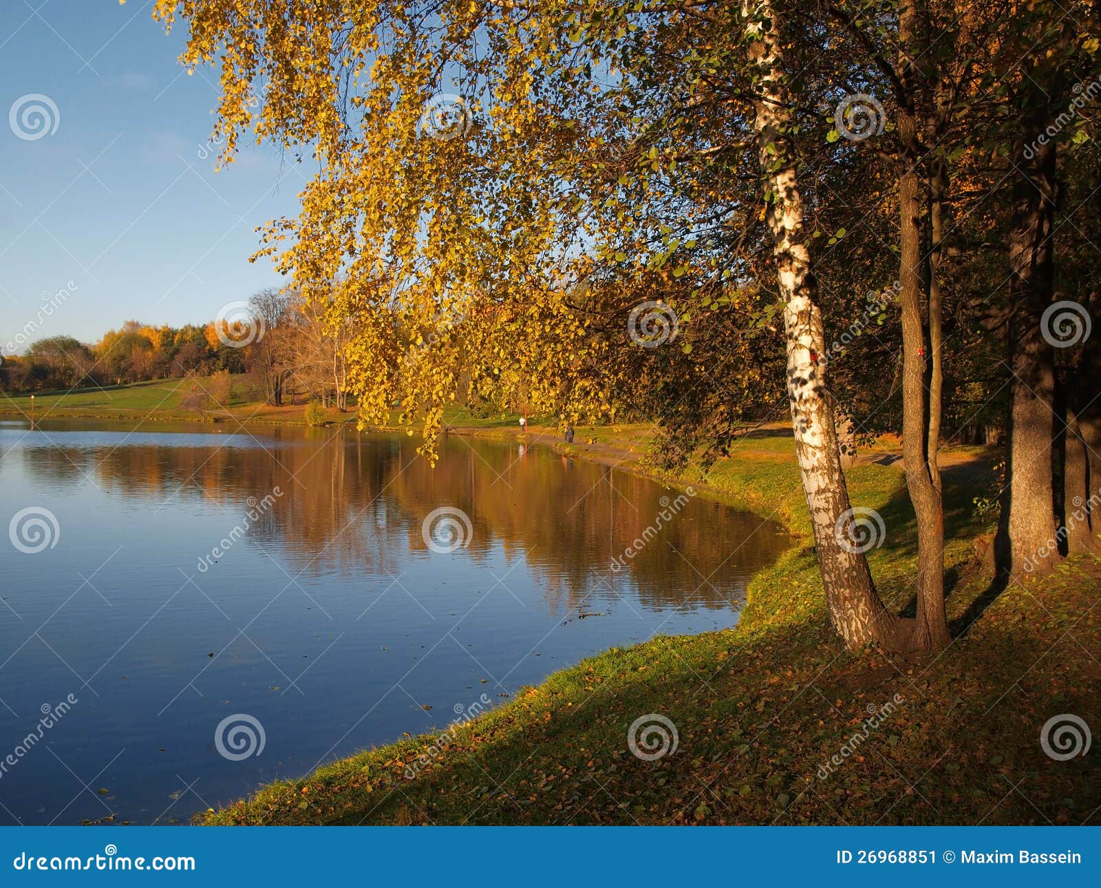 Autumn pond with birch stock image. Image of lush, foliagu00e9 - 26968851