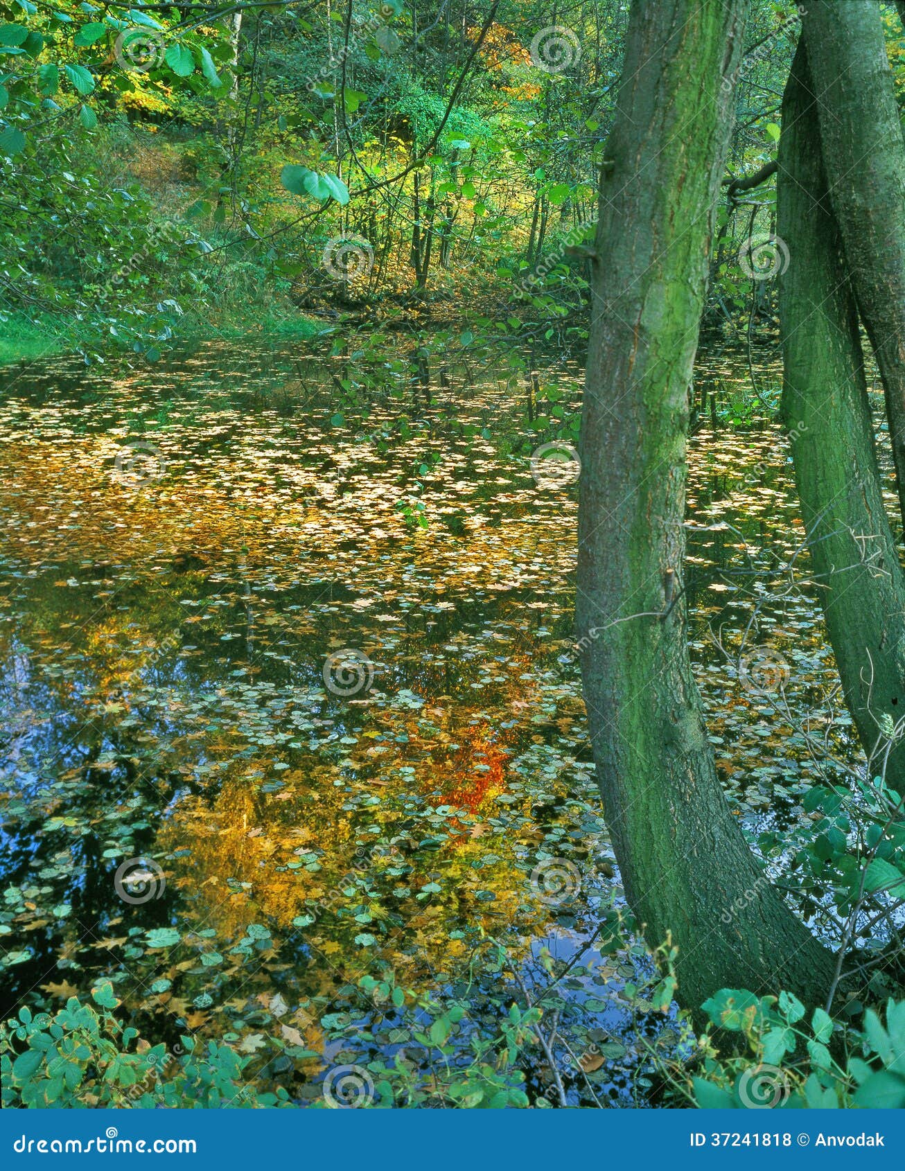 Autumn pond stock photo. Image of sunlight, season, environment - 37241818