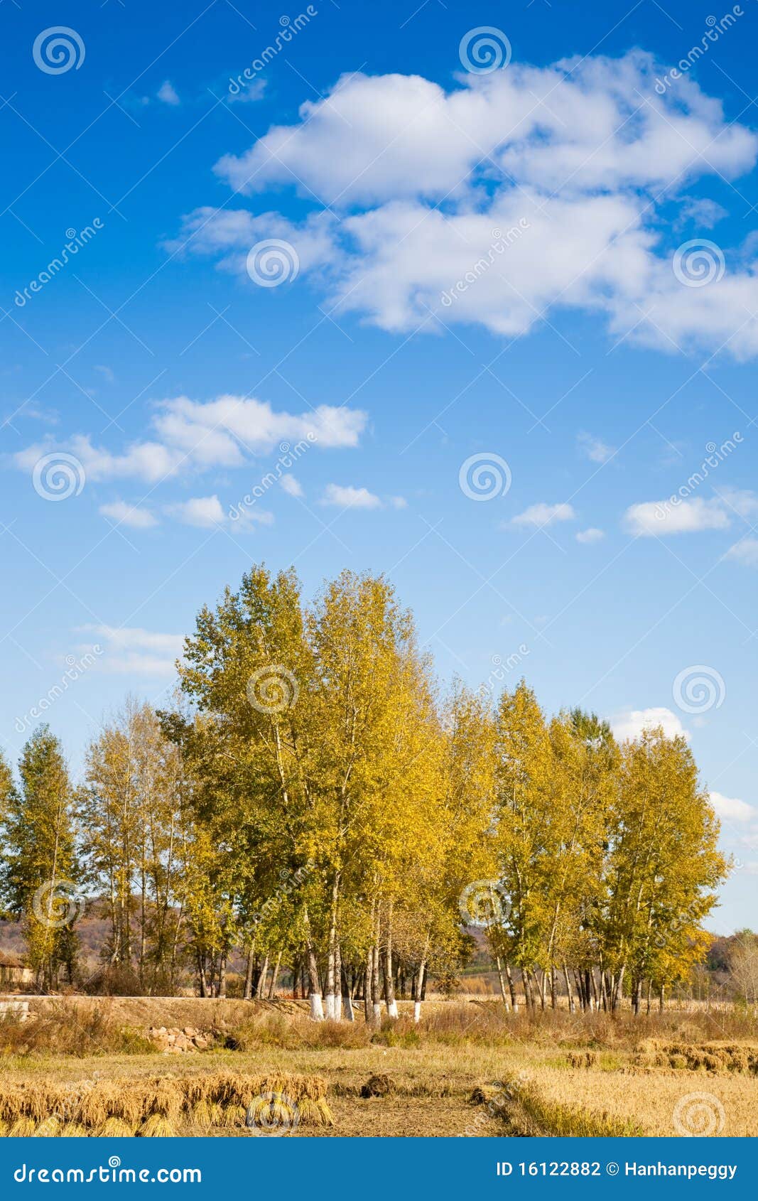 Autumn poplar stock photo. Image of plant, autumn, landscape - 16122882
