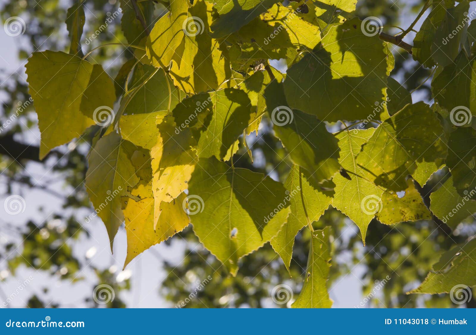 Autumn poplar leaves stock photo. Image of plant, tree - 11043018