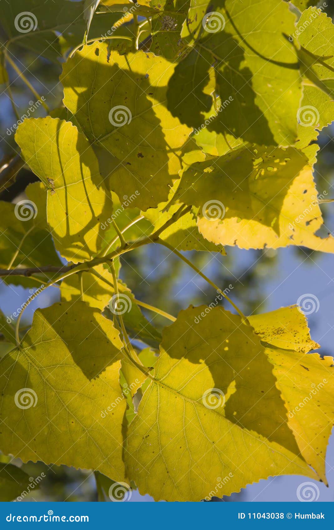 Autumn poplar leaves stock photo. Image of fall, shiny - 11043038