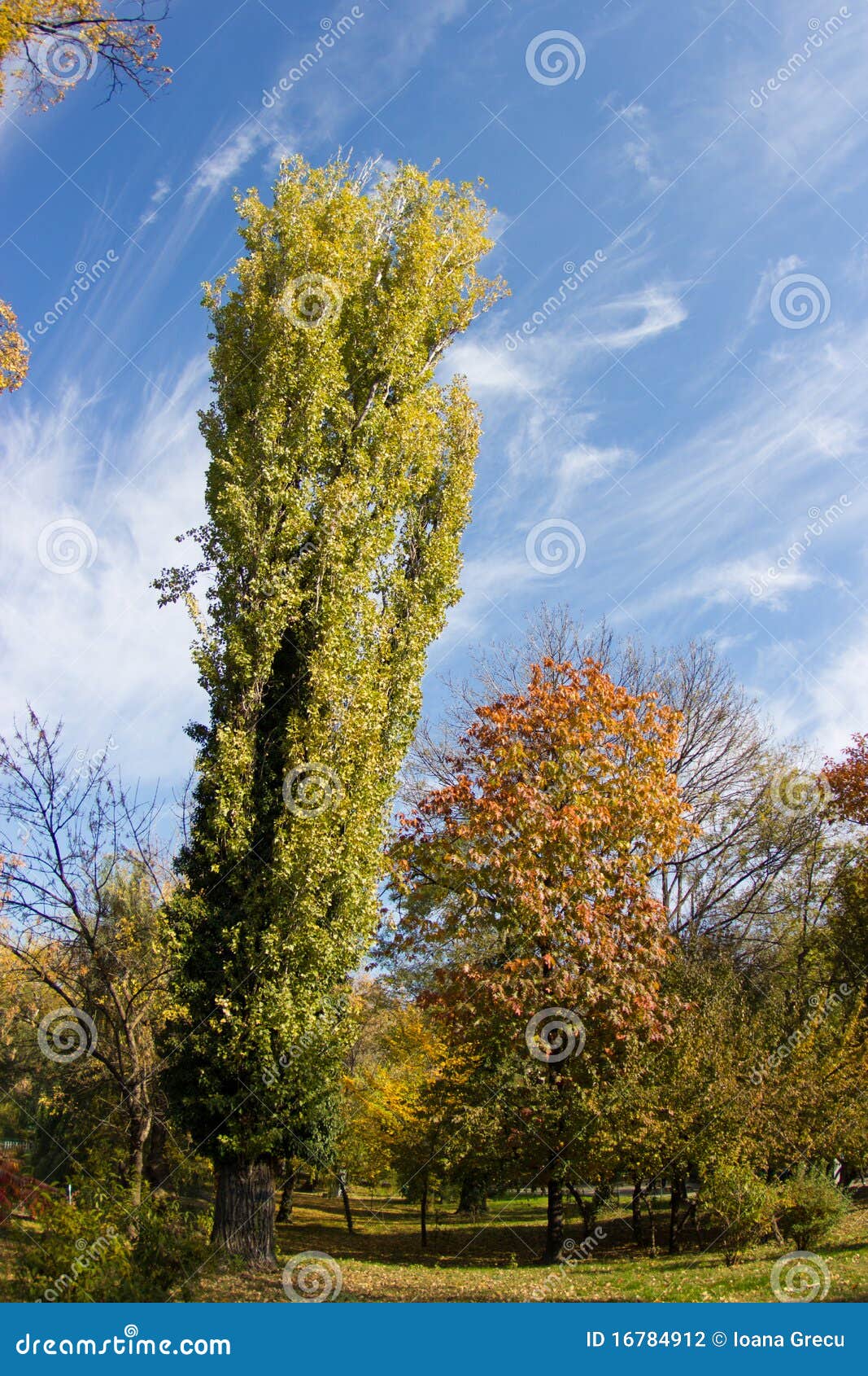 Autumn poplar tree stock photo. Image of stroll, white - 16784912