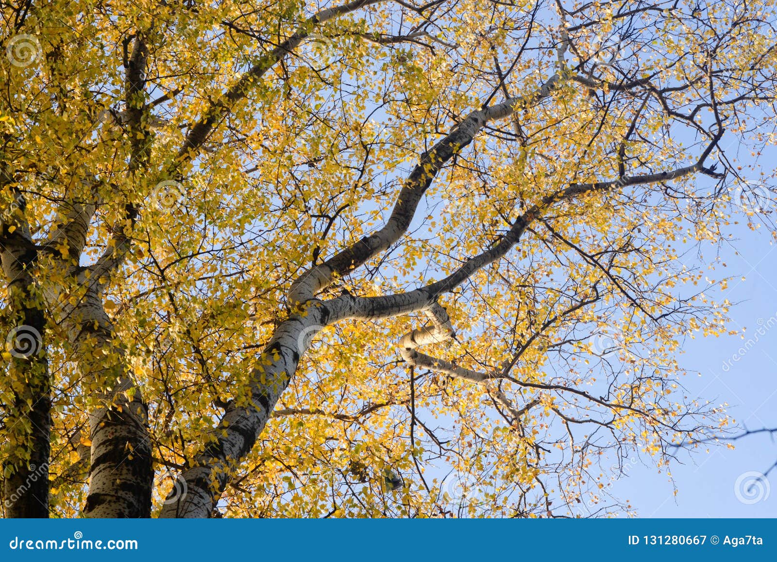 Autumn Poplar Tree Branches with Yellow Leaves Stock Image - Image of ...