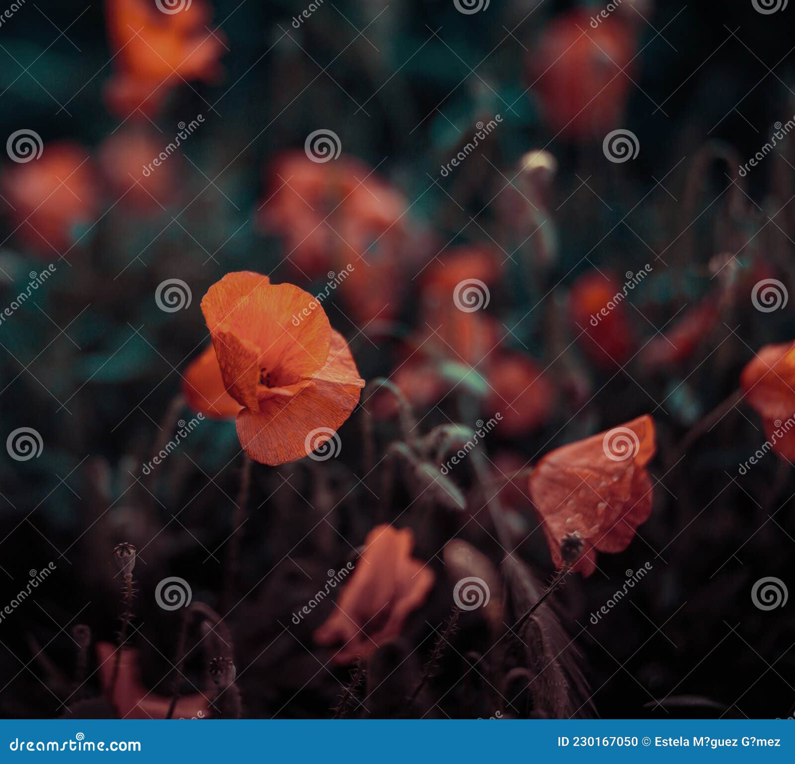 Autumn Poppies in the Field Stock Photo - Image of leaf, flowers: 230167050