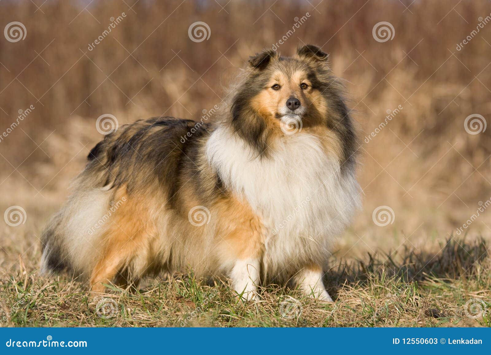 Autumn Portrait of Sheltie Collie Stock Image - Image of animal, furry ...