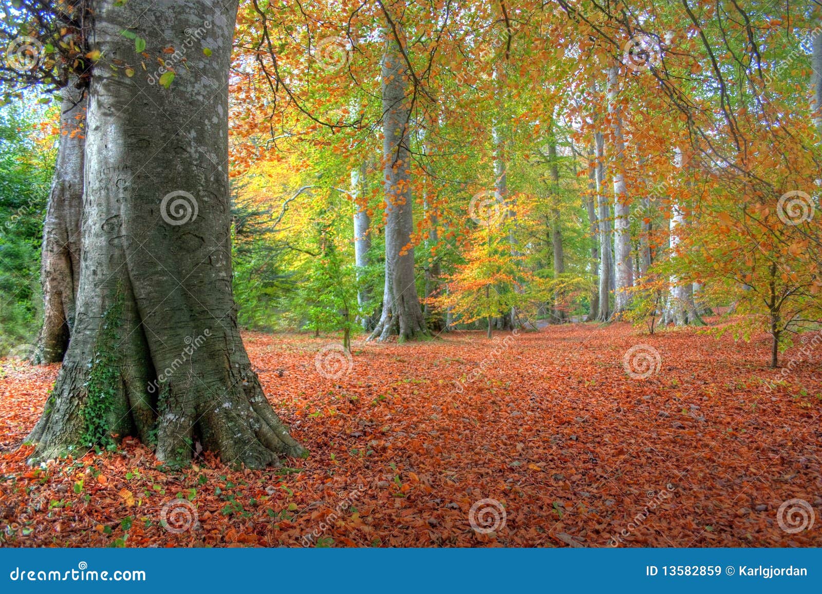 Autumn in Powerscourt stock image. Image of orange, wicklow - 13582859