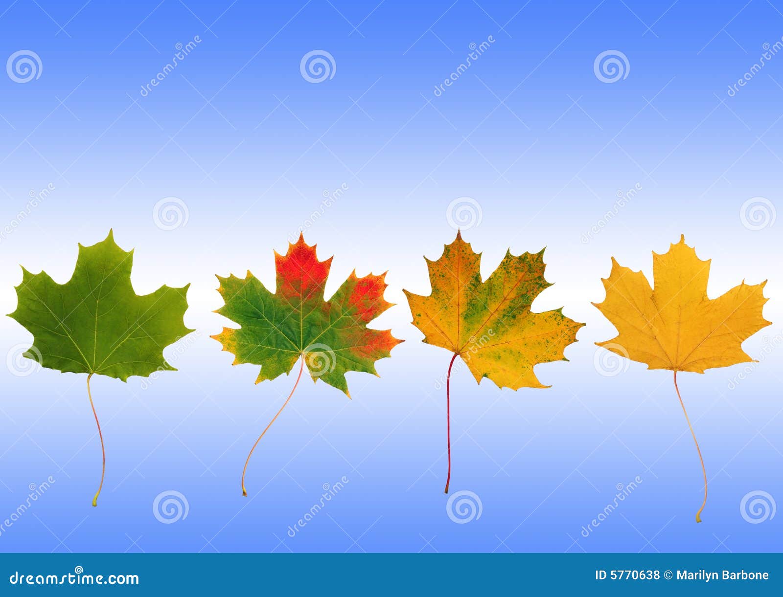 Autumn Progression stock photo. Image of design, backgrounds - 5770638