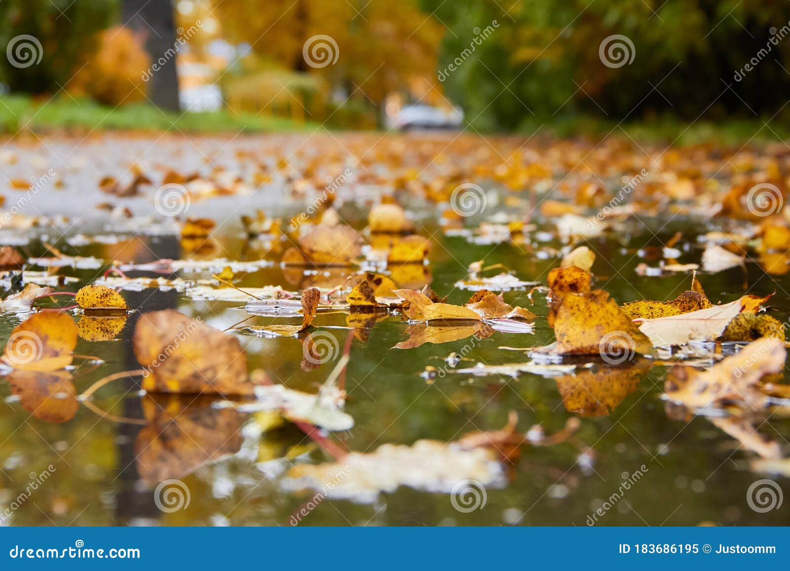 Autumn Puddle after Rain with Autumn Yellow and Maroon Leaves Stock ...