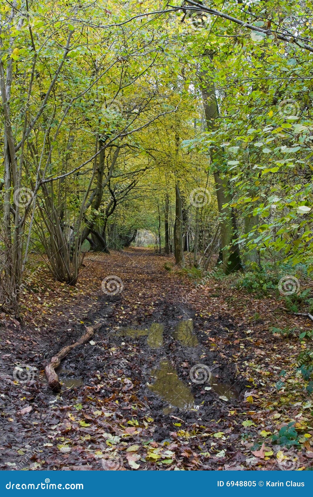 Autumn puddle scene stock image. Image of landscape, woodland - 6948805