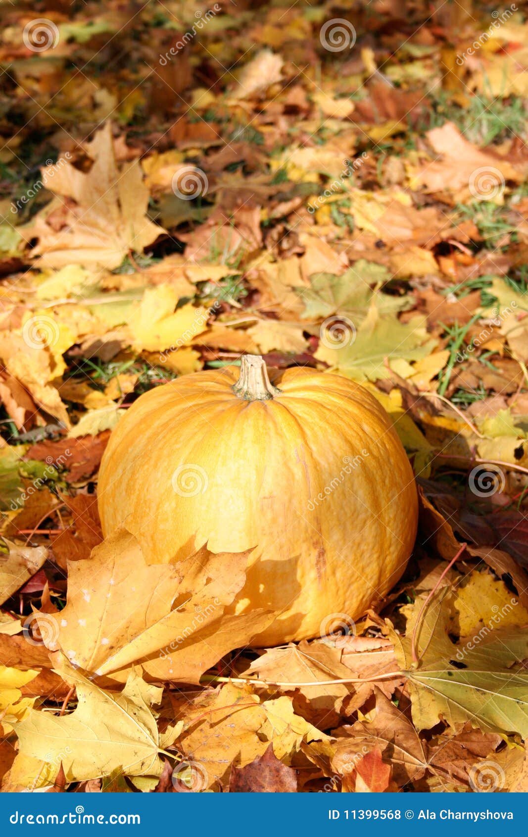 Autumn pumpkin stock photo. Image of bittersweet, bright - 11399568