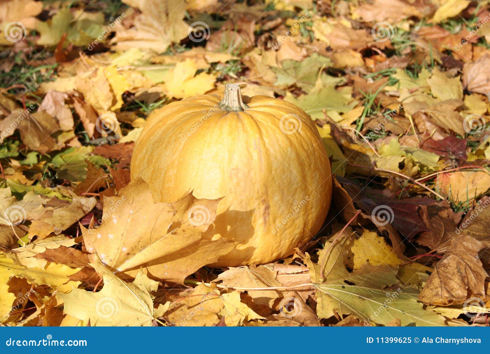 Autumn pumpkin stock image. Image of orange, leaves, foliage - 11399625