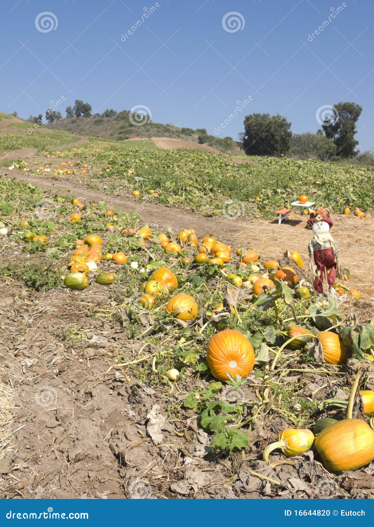 Autumn Pumpkin Field stock photo. Image of october, ripe - 16644820