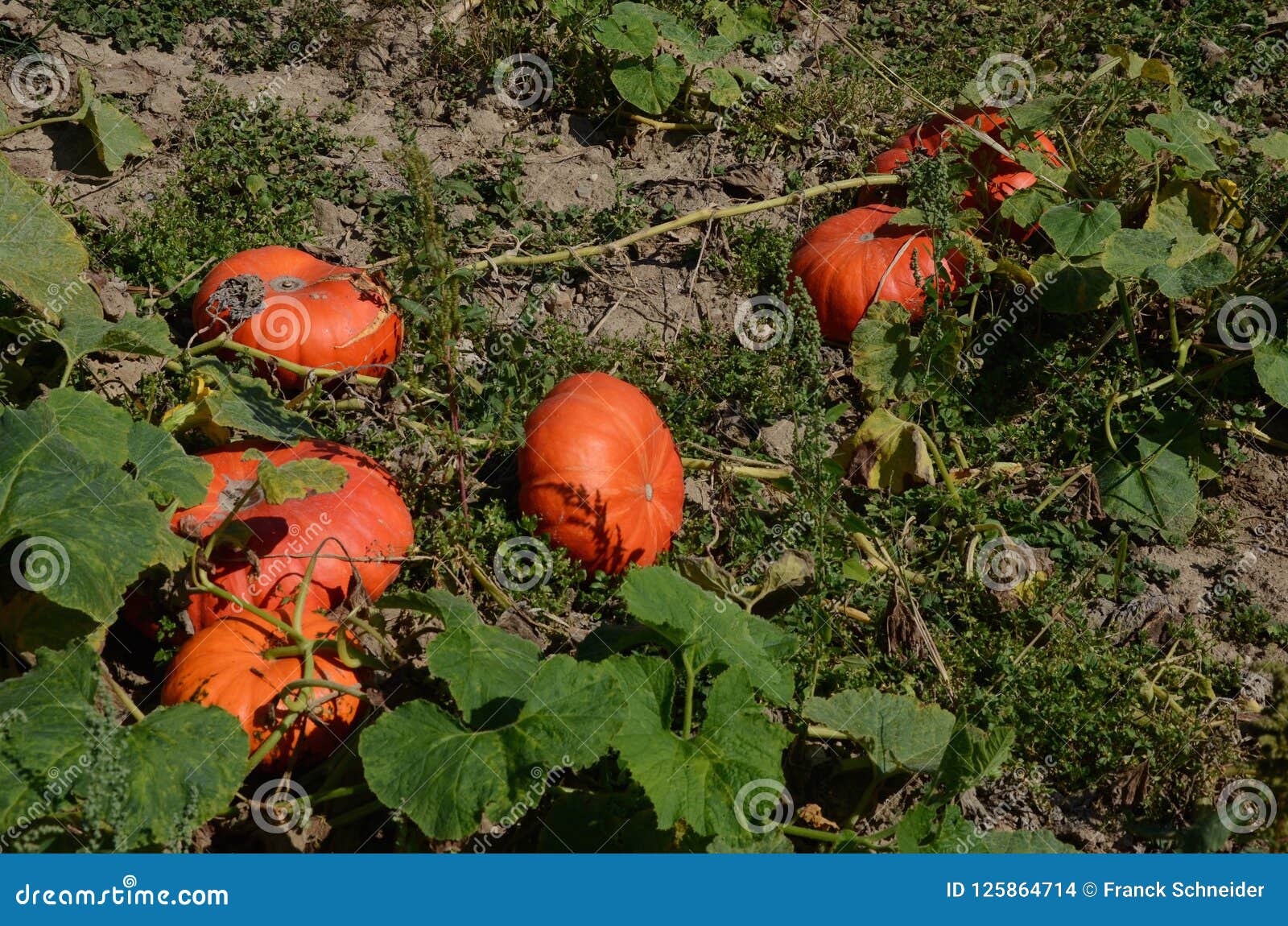 Pumpkin and squash field stock photo. Image of haloween - 125864714