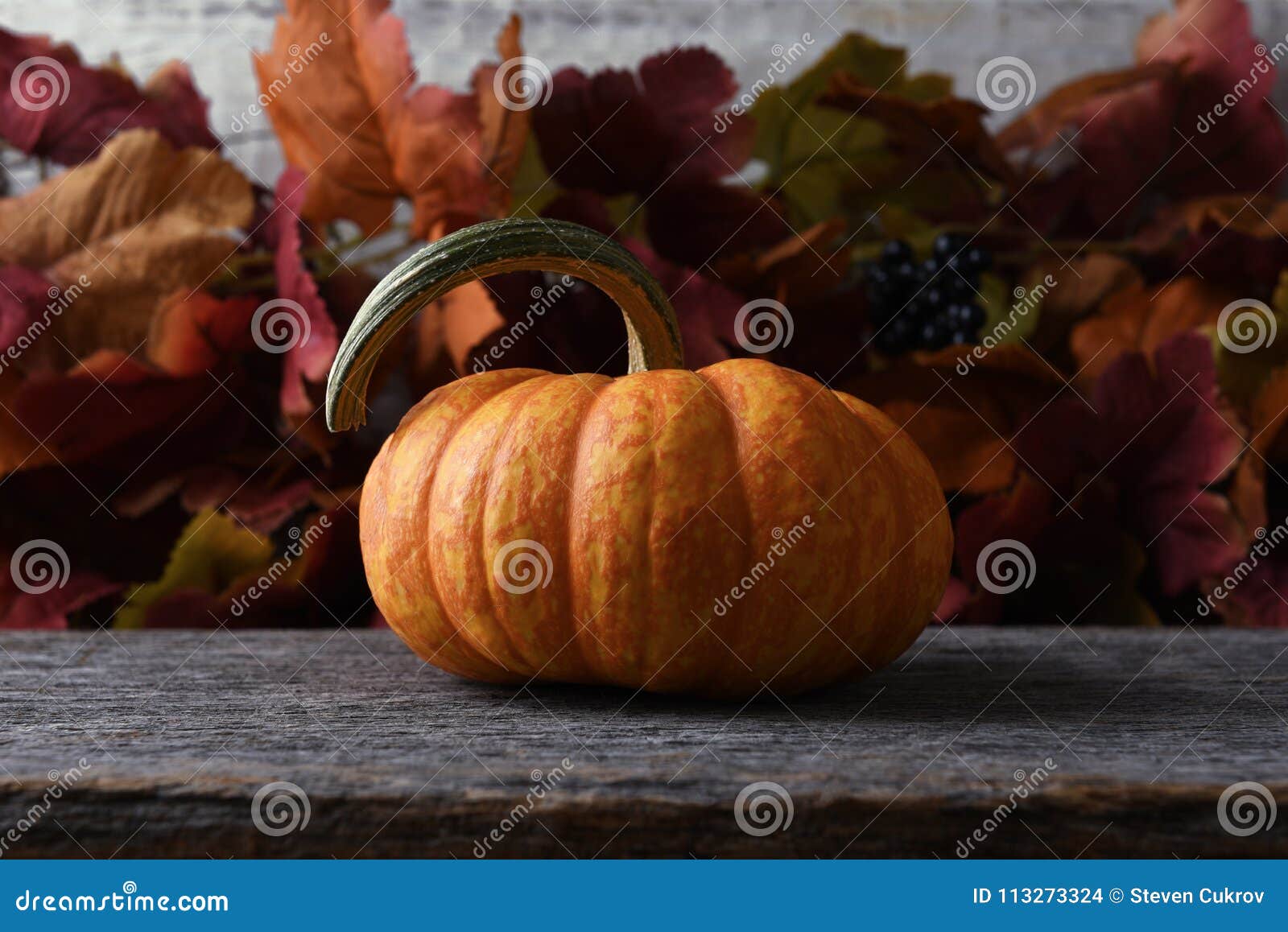 Autumn Pumpkin still life stock photo. Image of pumpkins - 113273324