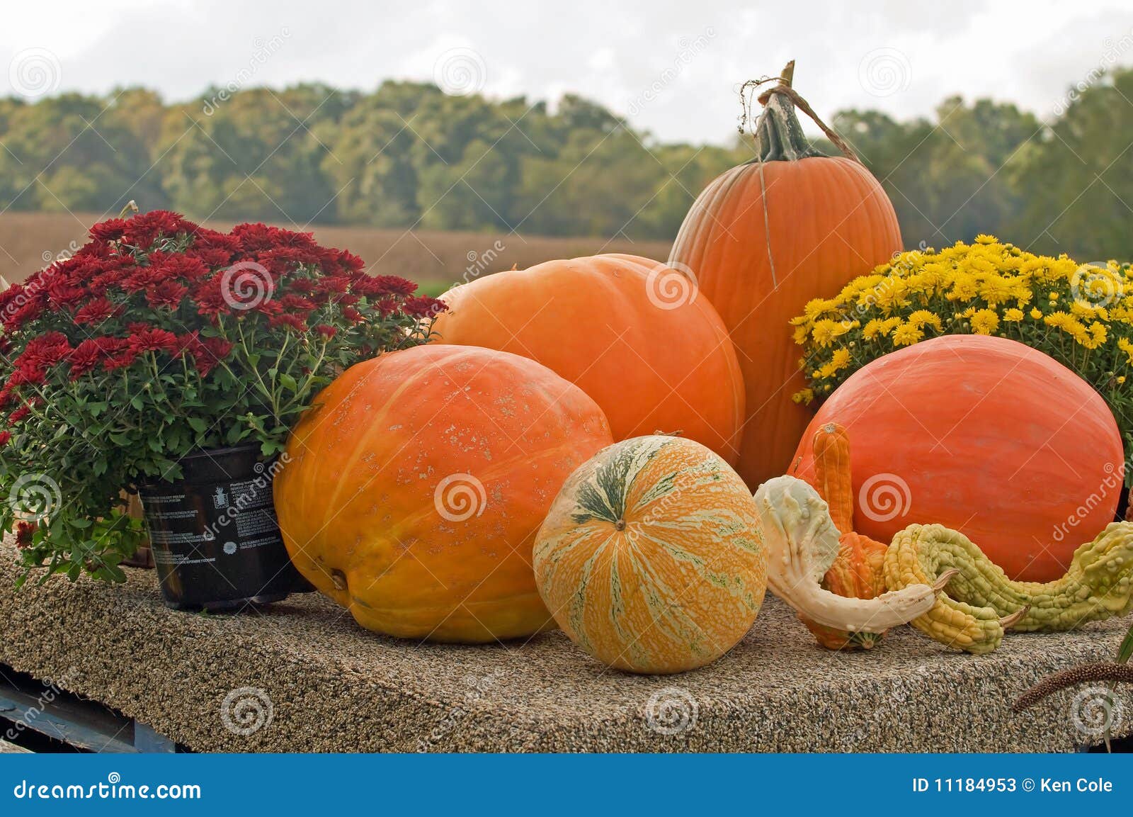 Autumn pumpkins stock image. Image of flower, squash - 11184953