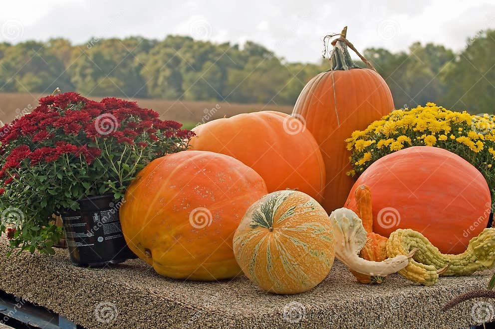 Autumn pumpkins stock image. Image of flower, squash - 11184953