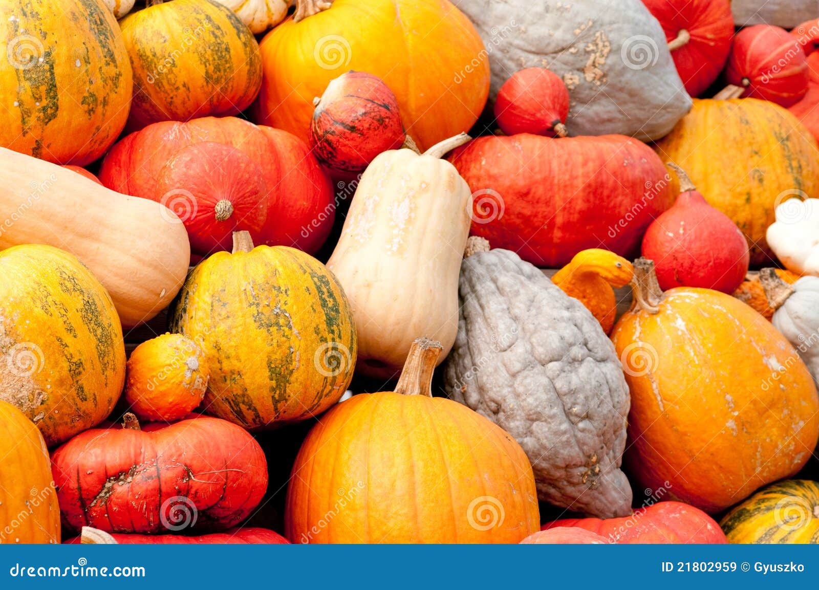 Autumn Pumpkins stock image. Image of heap, autumn, food - 21802959