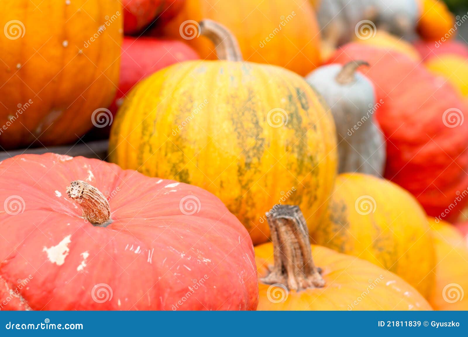 Autumn Pumpkins stock image. Image of farm, edible, october - 21811839