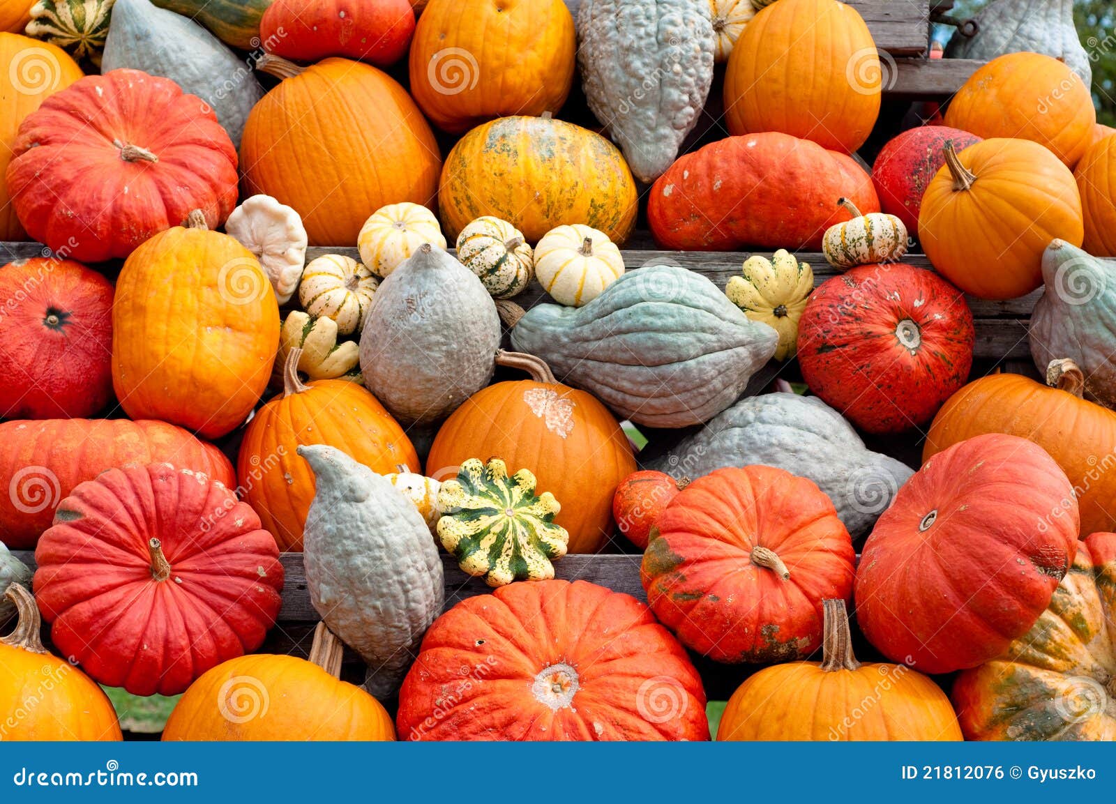 Autumn Pumpkins stock photo. Image of pattern, agriculture - 21812076
