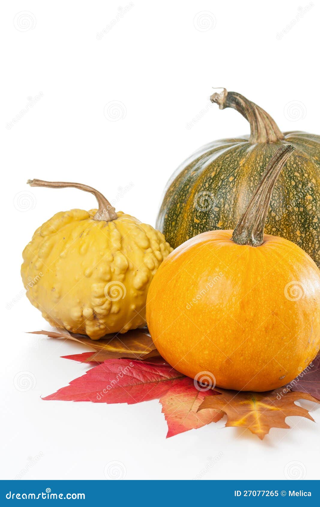 Autumn pumpkins stock image. Image of fall, copy, nature - 27077265