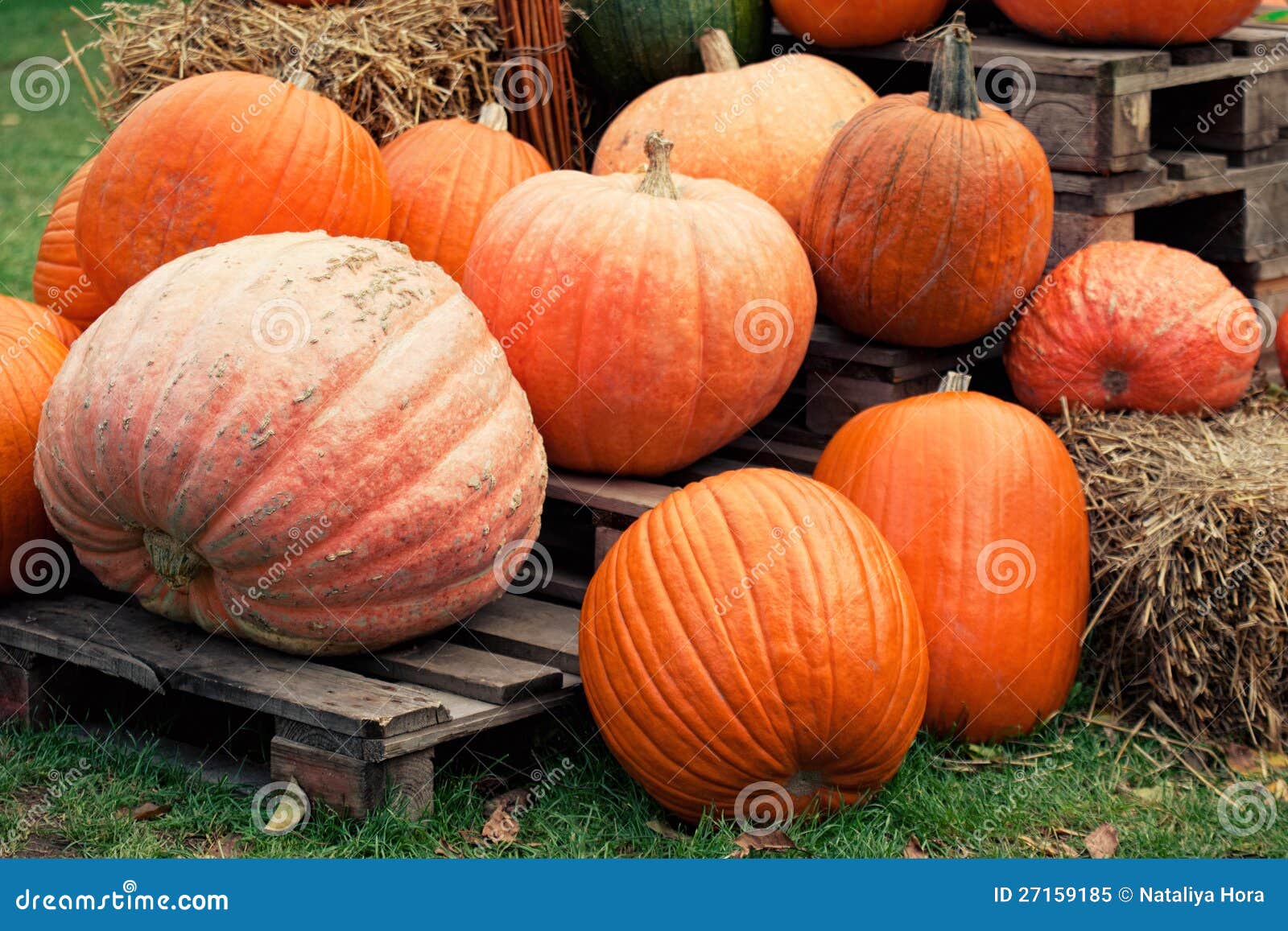 Autumn pumpkins stock image. Image of leaf, background - 27159185