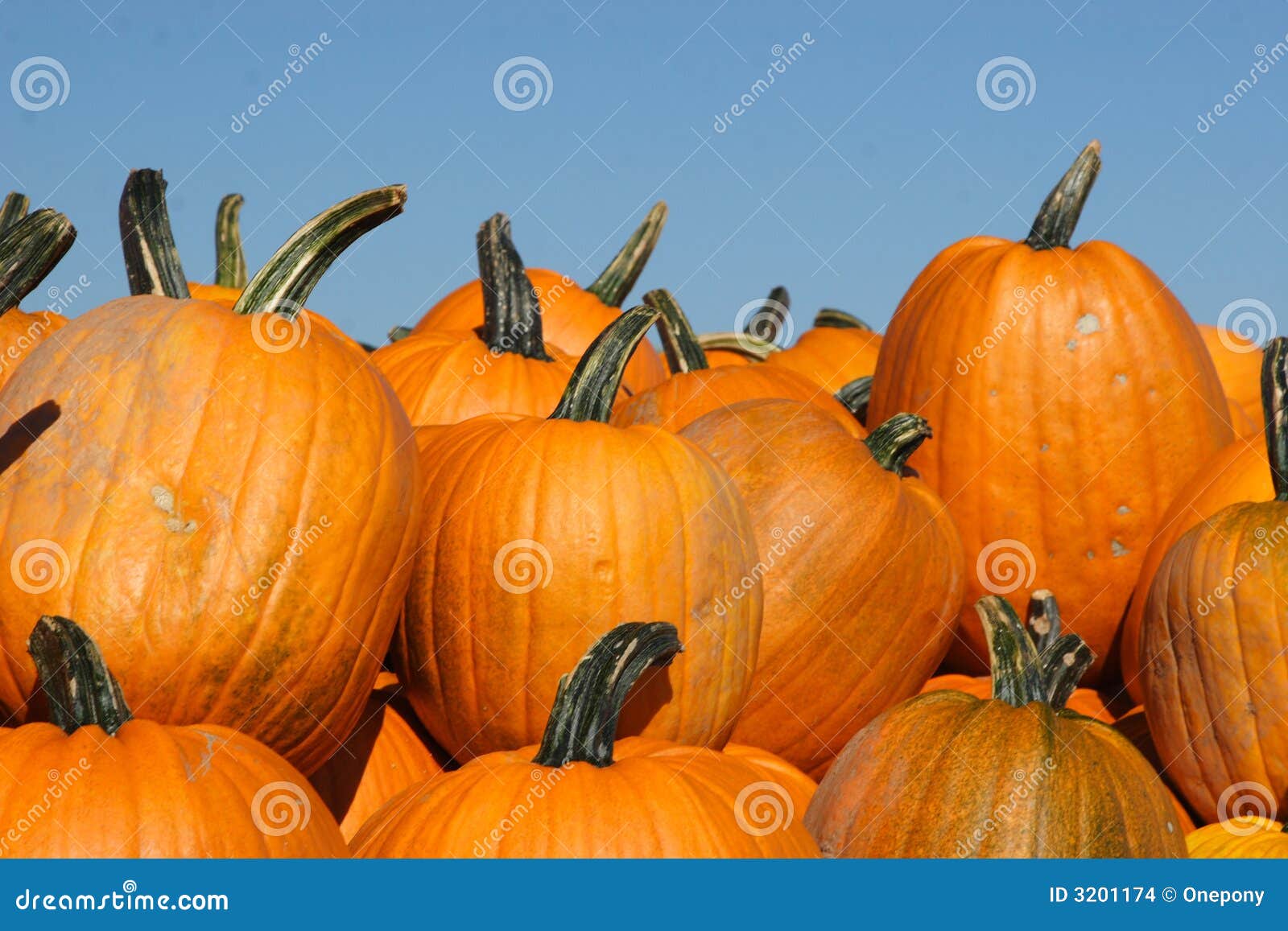Autumn Pumpkins stock photo. Image of color, food, pumpkins - 3201174