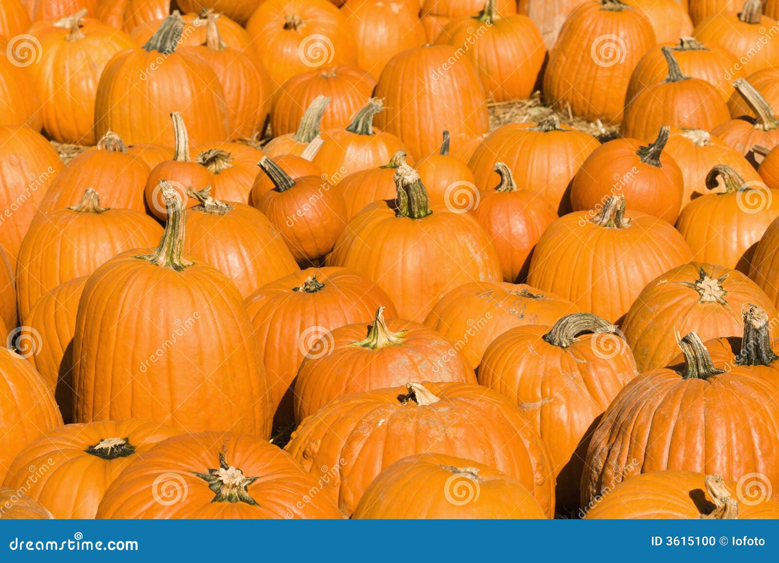 Autumn pumpkins. stock photo. Image of seasons, outdoors - 3615100