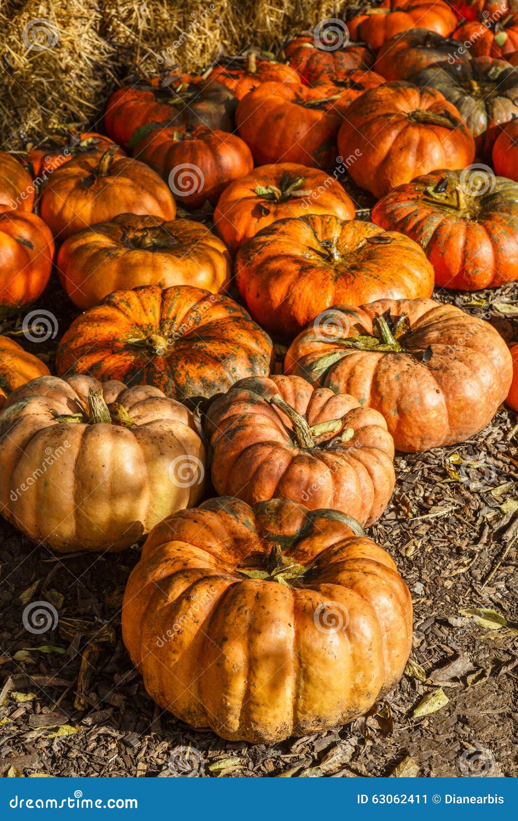 Autumn Pumpkins image stock. Image du agriculture, couleur - 63062411
