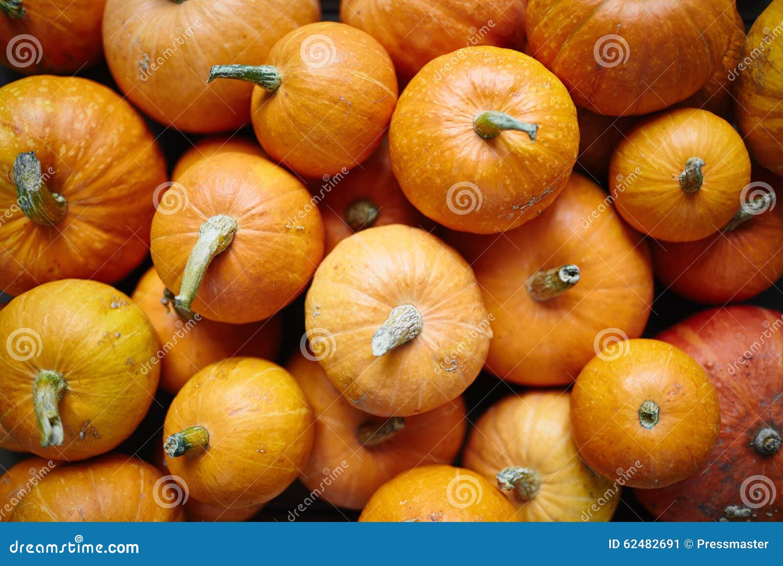 Autumn pumpkins stock image. Image of gourd, nature, halloween - 62482691