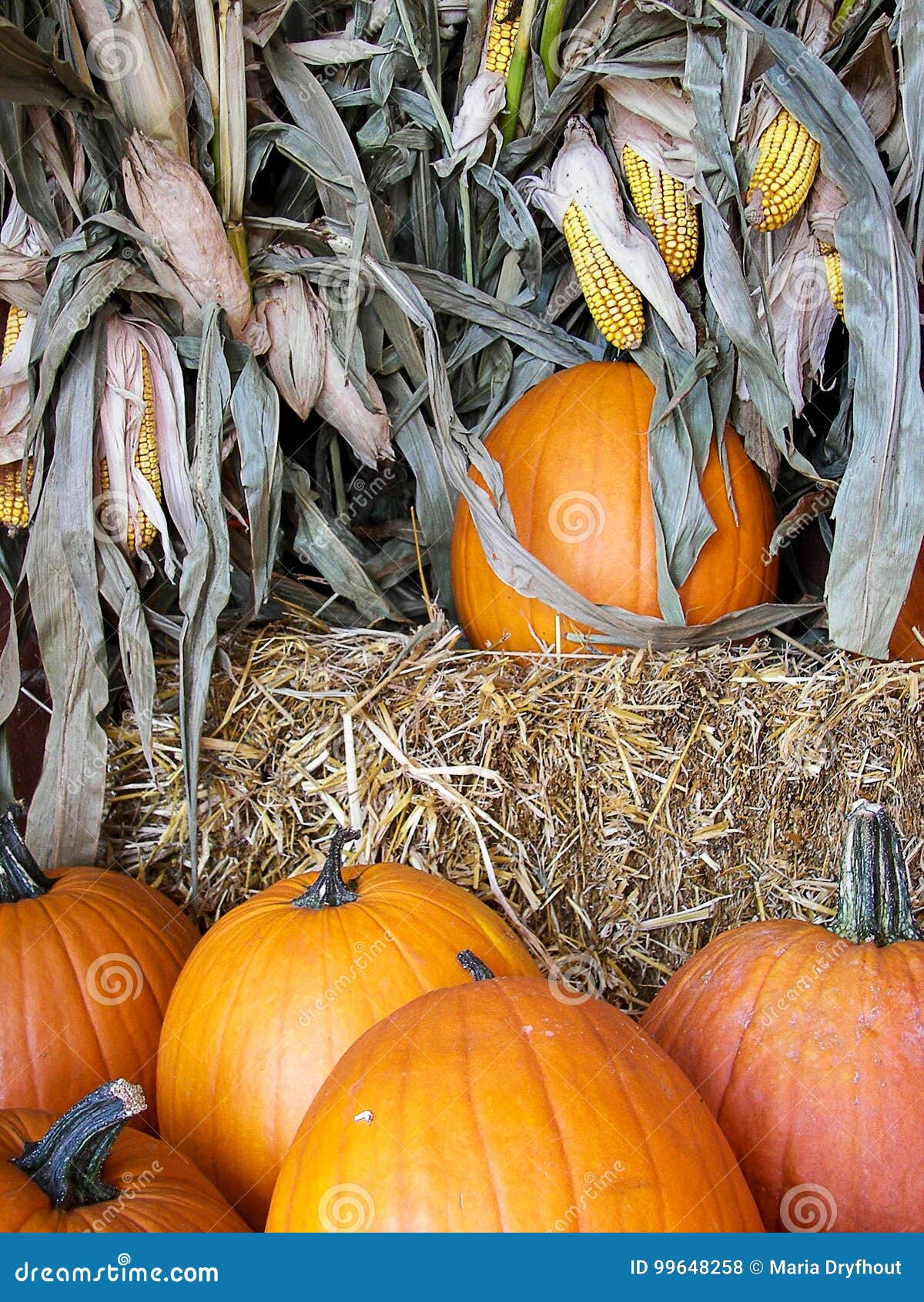 Autumn Pumpkins in Corn Stalk Stock Photo - Image of husk, bale: 99648258