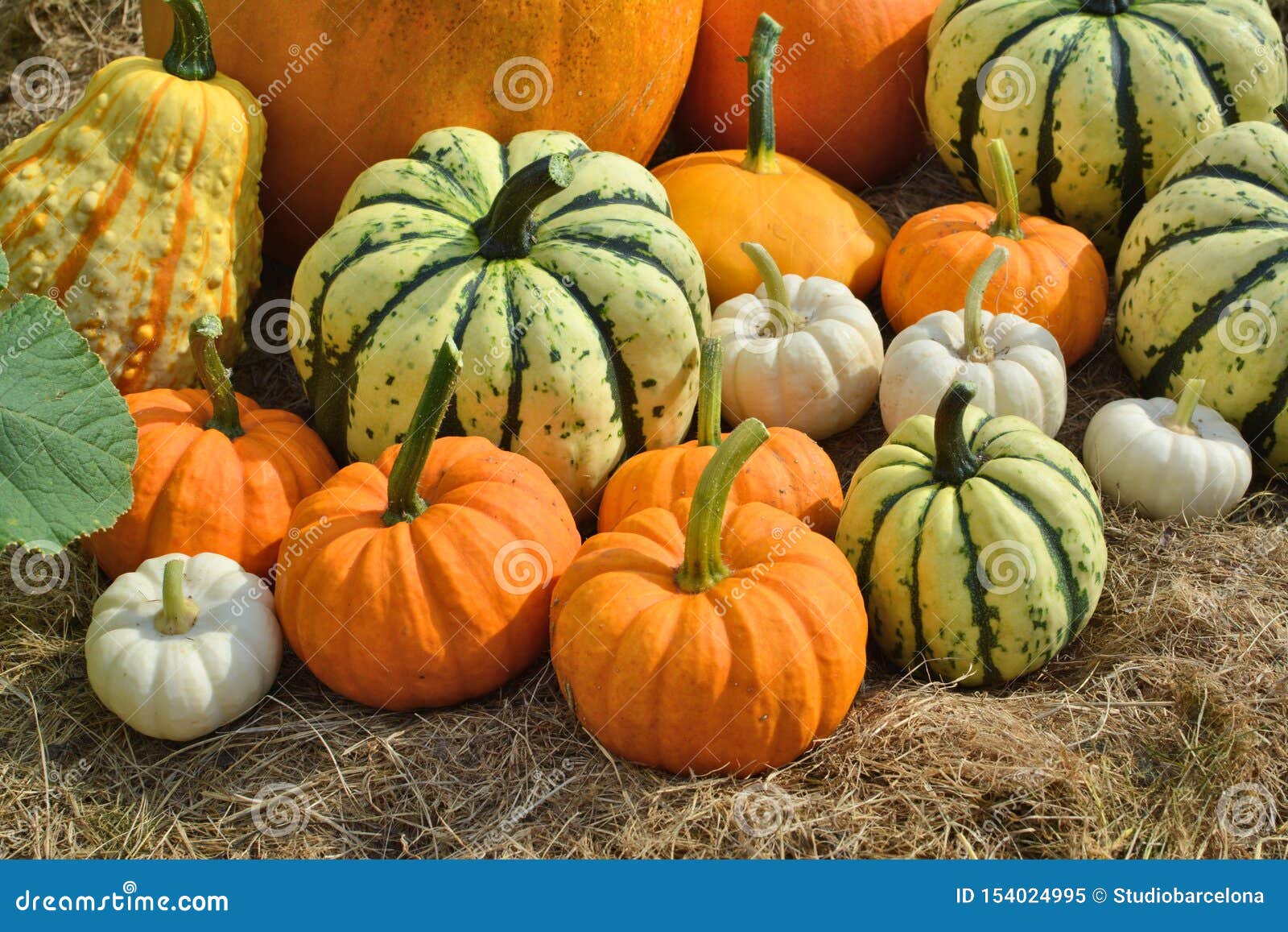 Autumn pumpkins on field stock image. Image of fall - 154024995