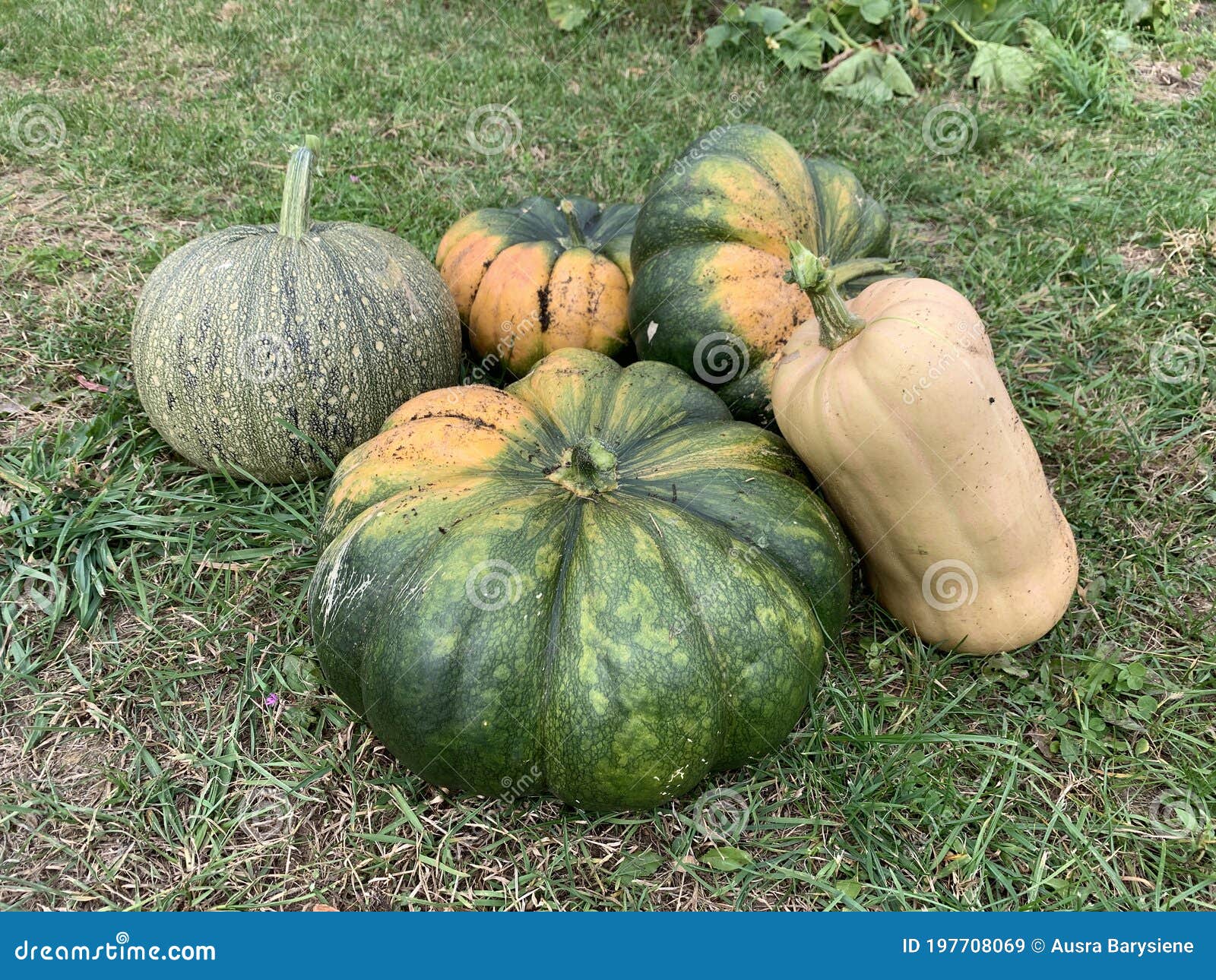 Autumn Pumpkins in a Garden Stock Image - Image of green, fall: 197708069