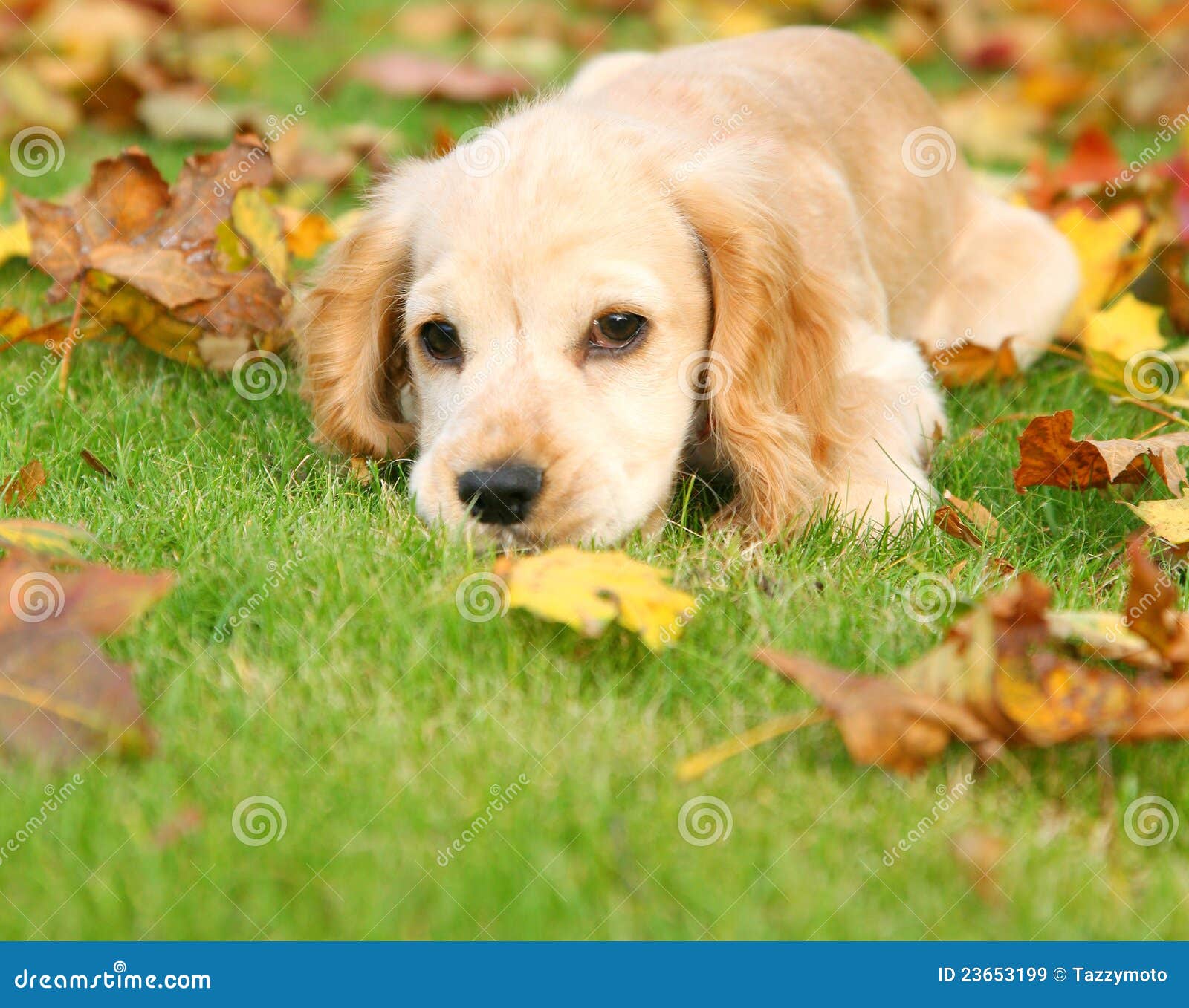 Autumn puppy stock image. Image of ground, pretty, cute - 23653199