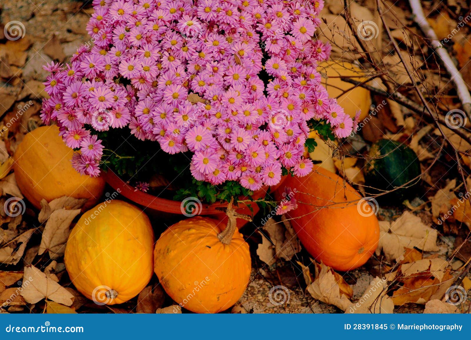 Autumn purple stock image. Image of purple, leaf, plants - 28391845