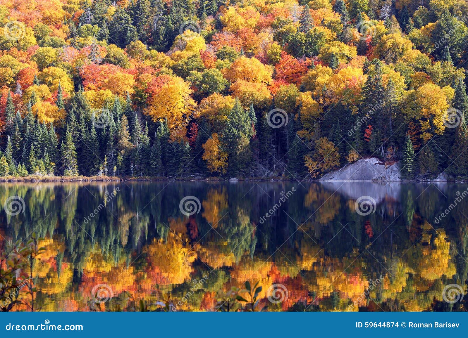 Autumn in Canada stock photo. Image of park, autumn, yellow - 59644874