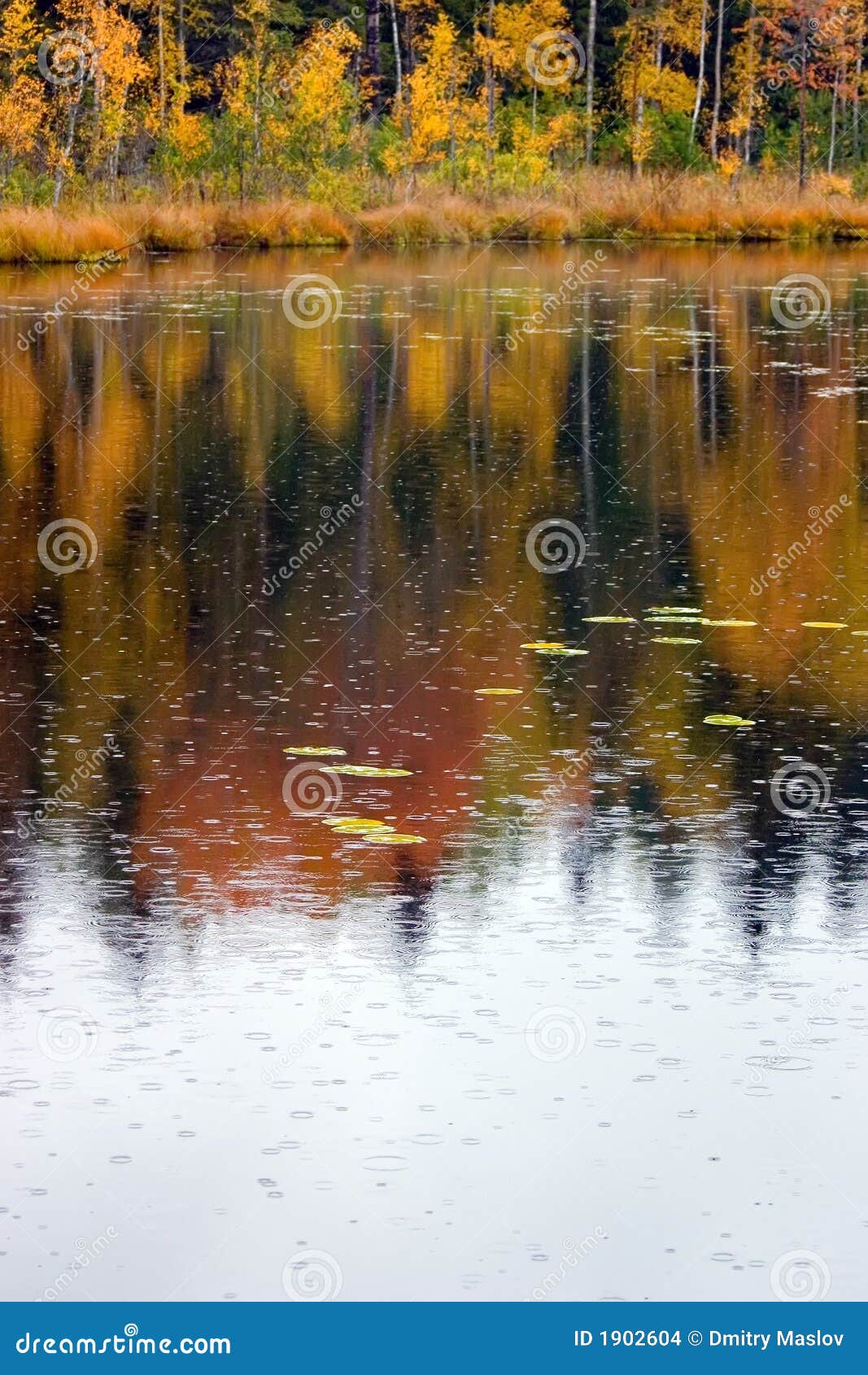 Autumn rain stock photo. Image of birch, foliage, landscape - 1902604
