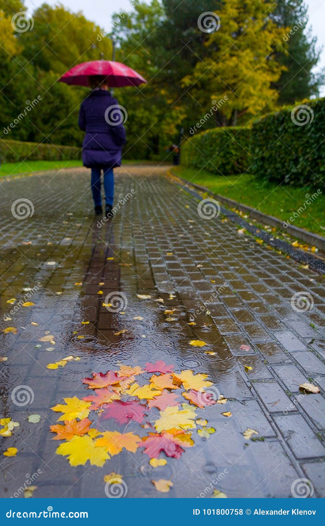 Fallen Leaves in a Puddle with a Reflection of a Man and an Umbrella ...