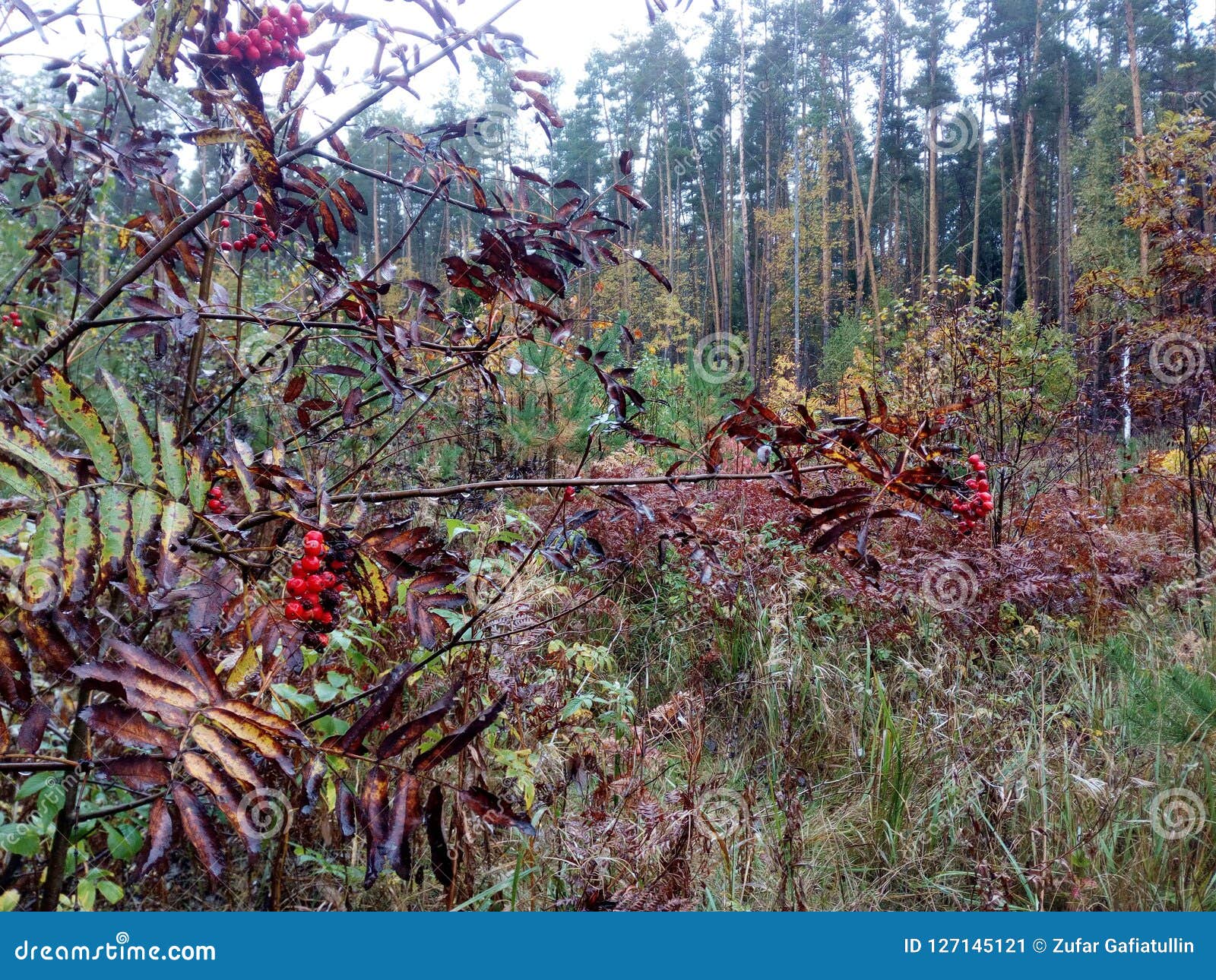 Autumn Rain in the Forest Mountain Stock Image - Image of sunrise ...