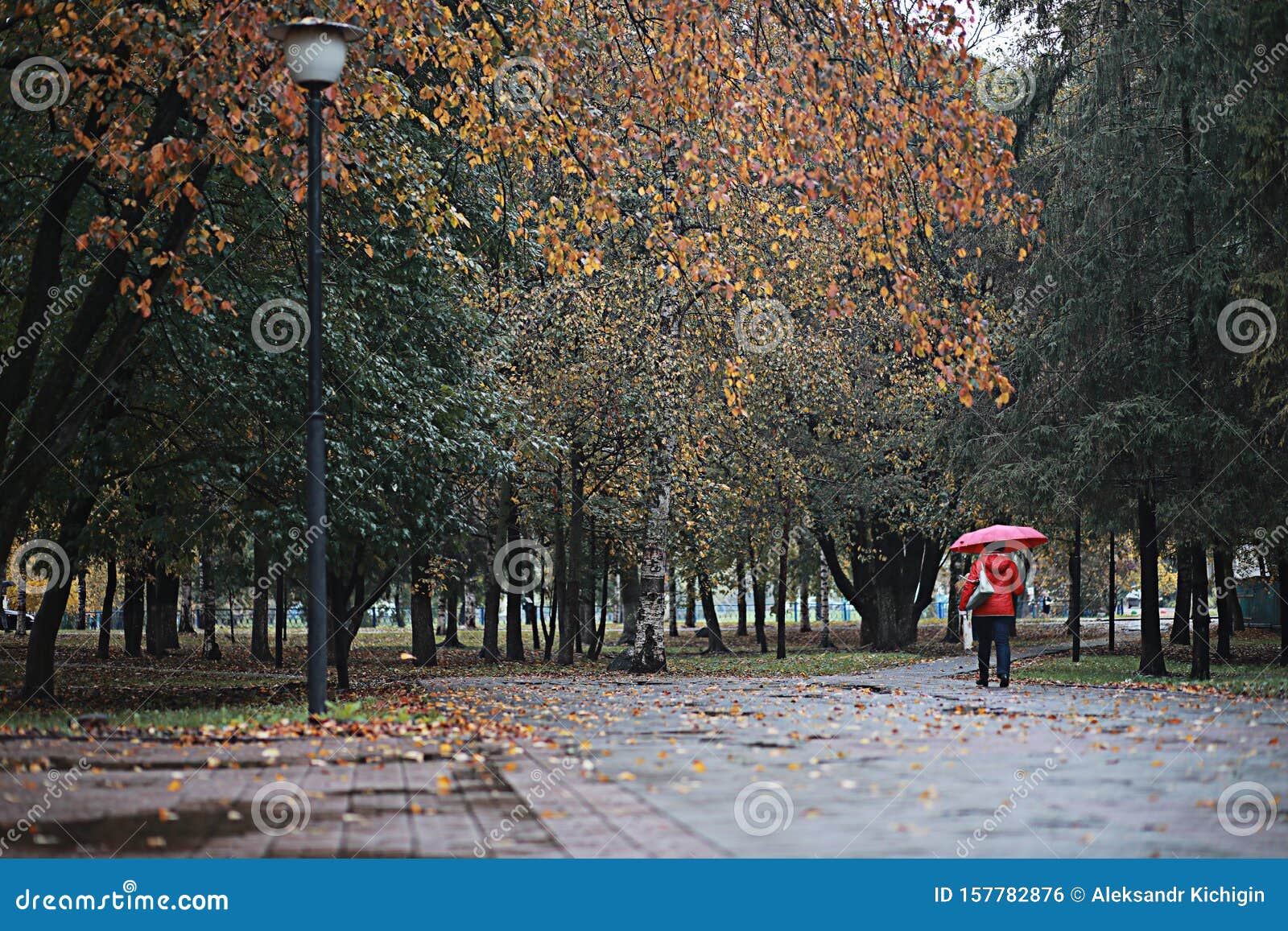 Autumn rain in the park stock photo. Image of nature - 157782876