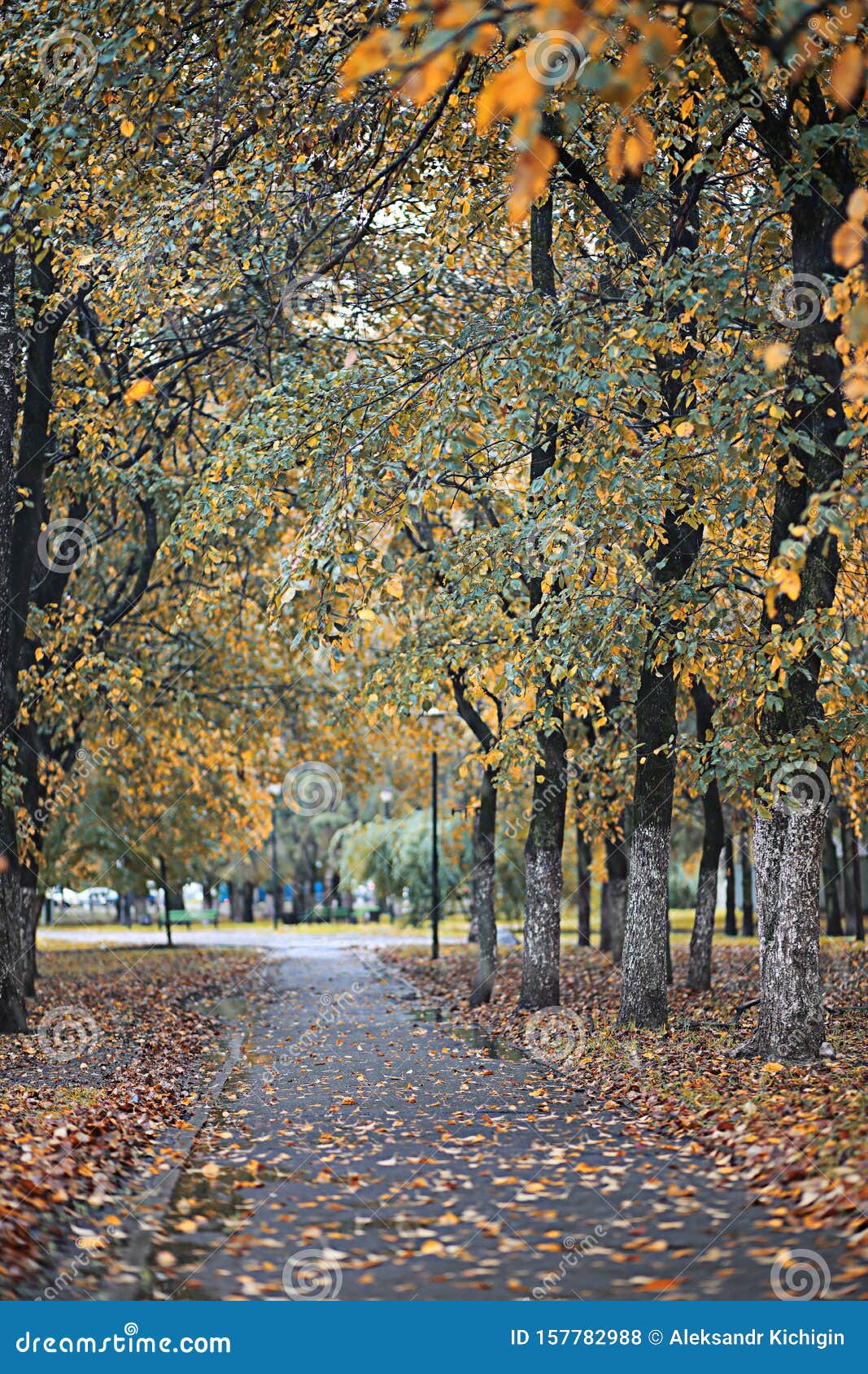 Autumn rain in the park stock photo. Image of bench - 157782988