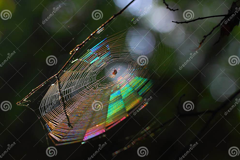 Autumn rainbow stock image. Image of rays, cobweb, rainbow - 41761039