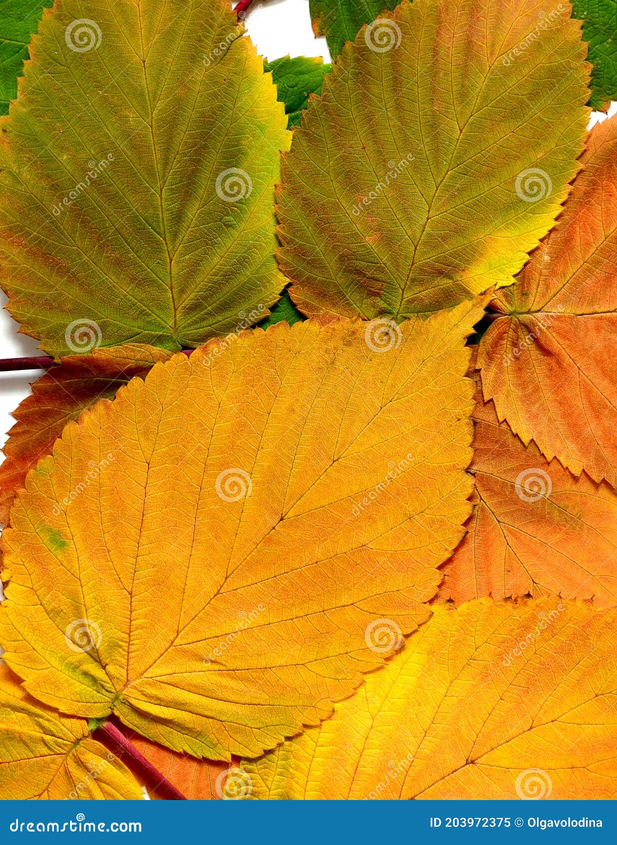 Autumn Raspberry Leaves on a White Background Stock Image - Image of ...