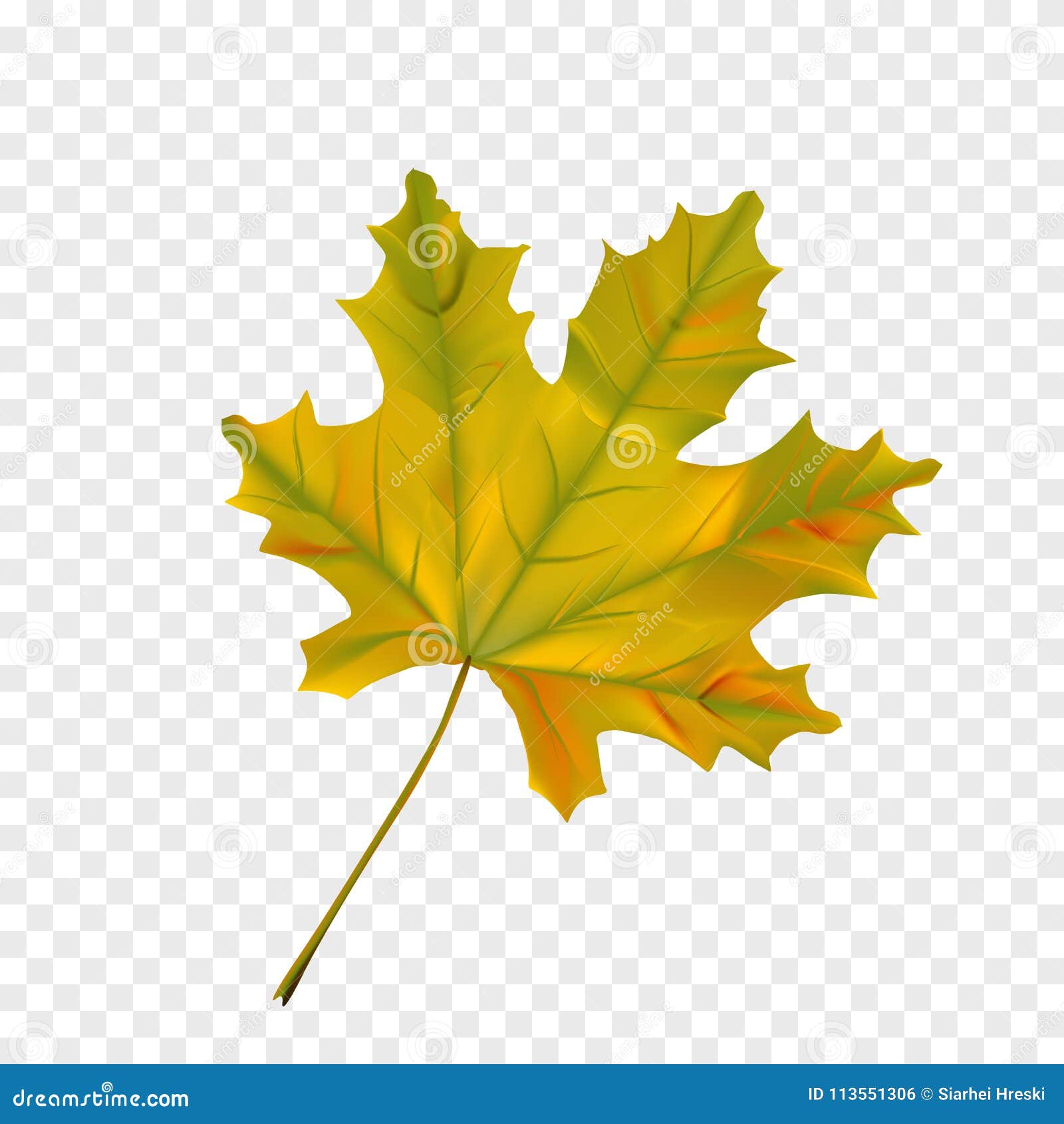 Realistic Maple Tree Illustration On White Background Royalty-Free ...