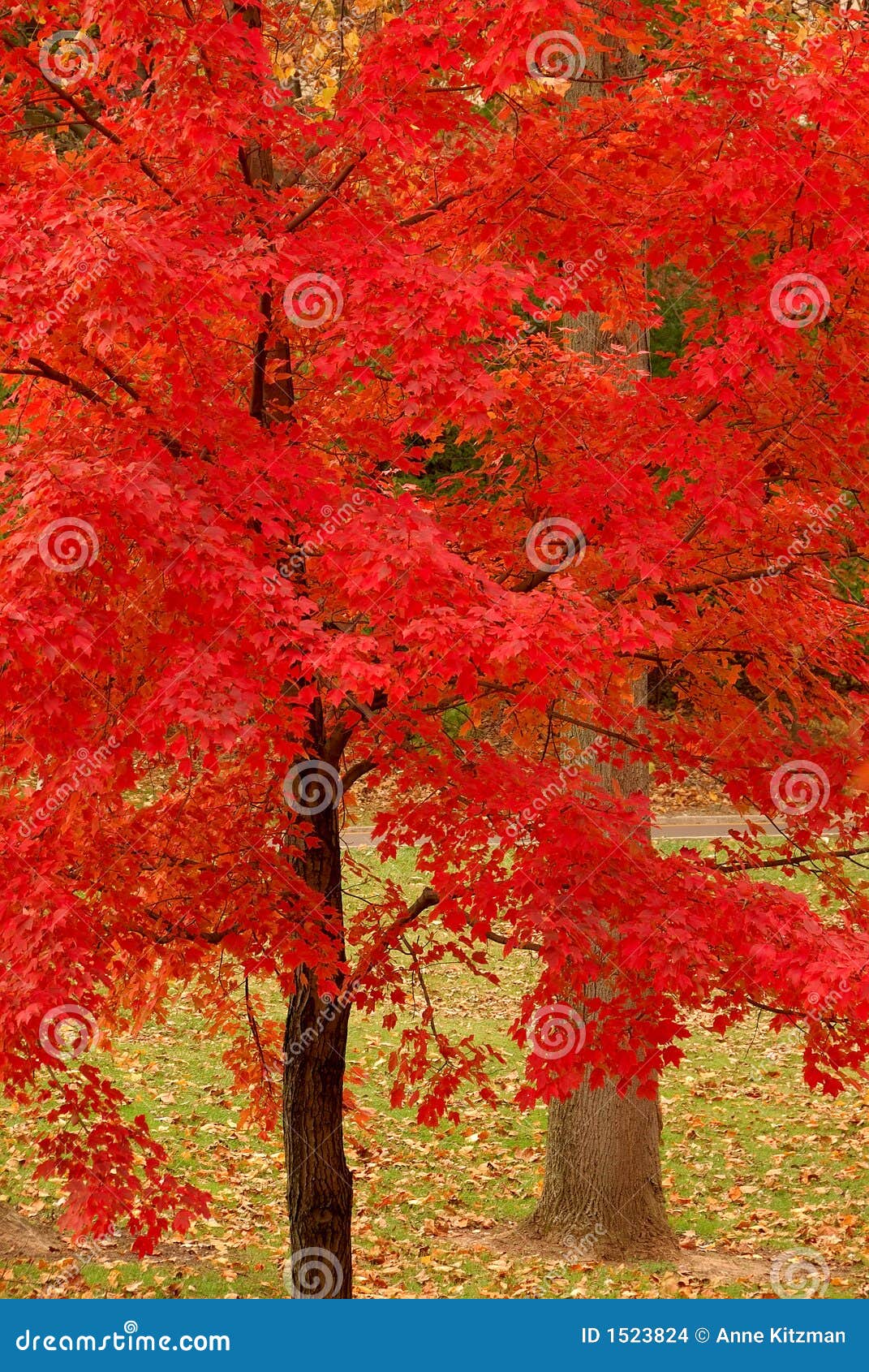 Autumn Red stock photo. Image of beauty, tree, twigs, green - 1523824