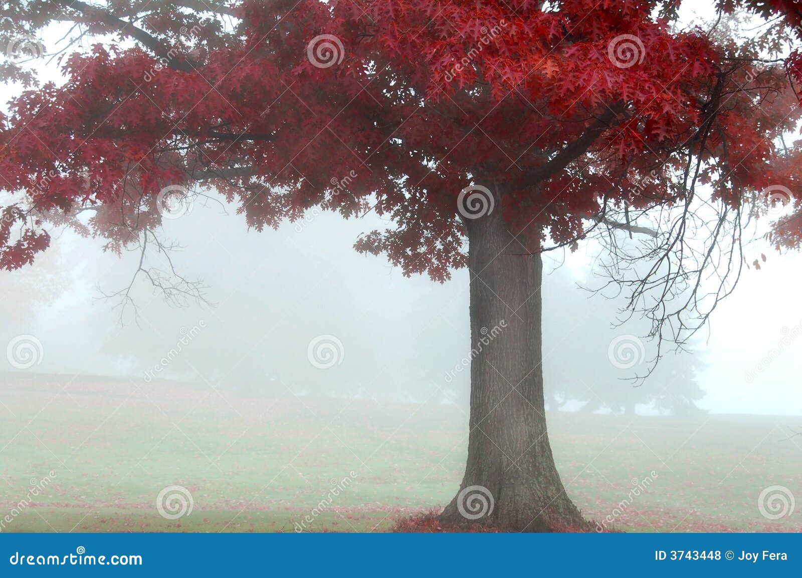 Autumn Red stock photo. Image of brisk, fall, environmental - 3743448
