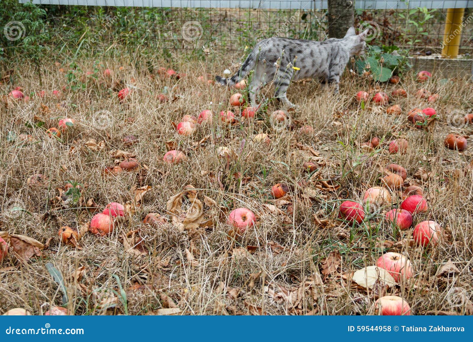 Autumn. Red Apples Fall To the Ground. Stock Photo - Image of yellow ...