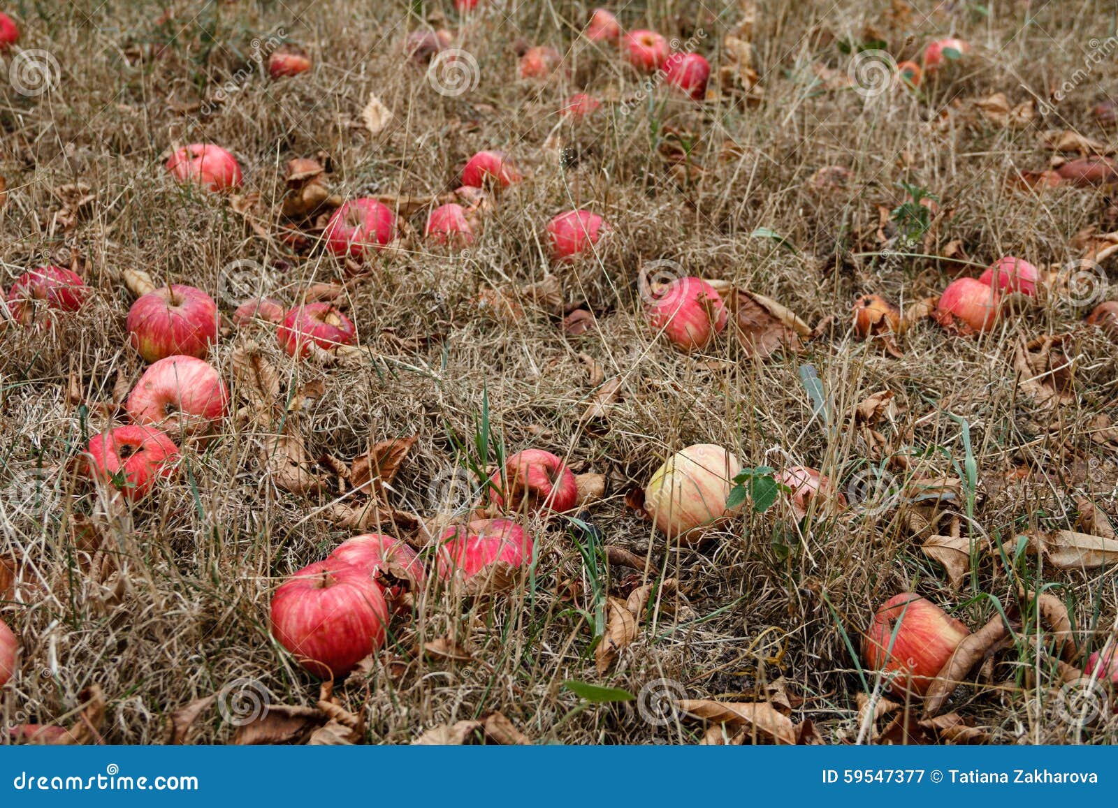 Autumn. Red Apples Fall To the Ground. Stock Image - Image of harvest ...