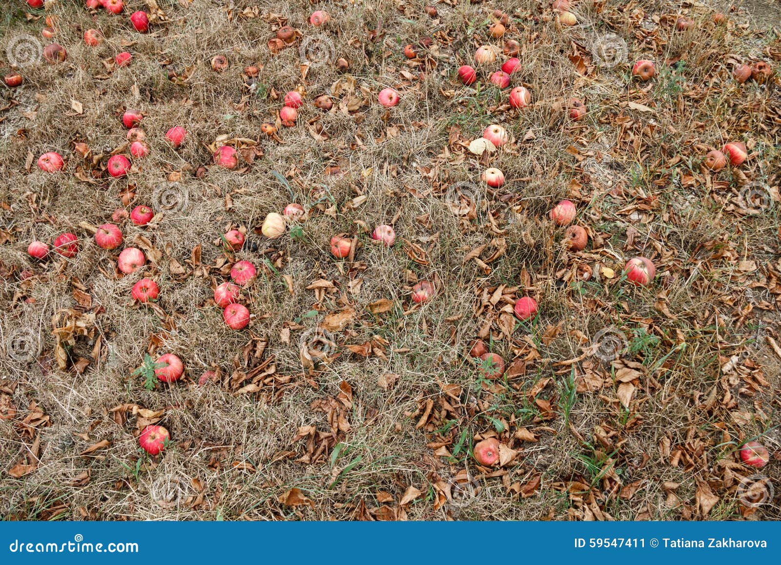 Autumn. Red Apples Fall To the Ground. Stock Image - Image of season ...