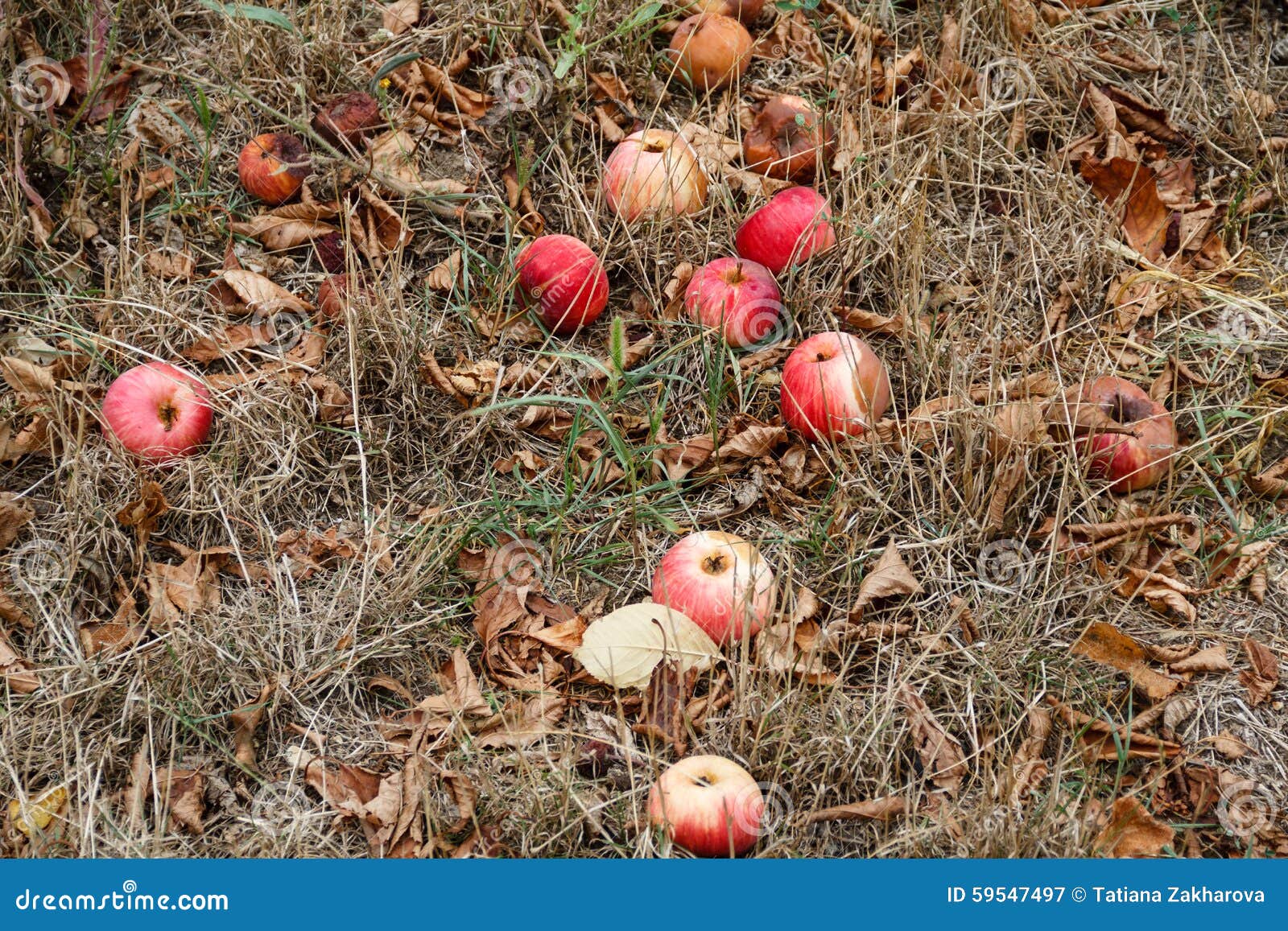 Autumn. Red Apples Fall To the Ground. Stock Image - Image of sweet ...